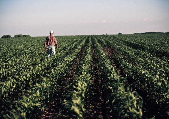 Trading, hedging and risk mitigation for the corn market | StoneX