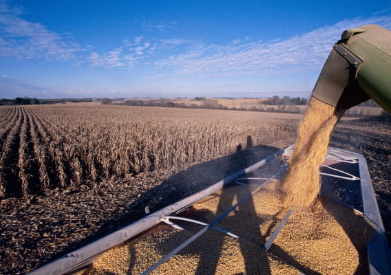 Trading, hedging and risk mitigation for the corn market | StoneX