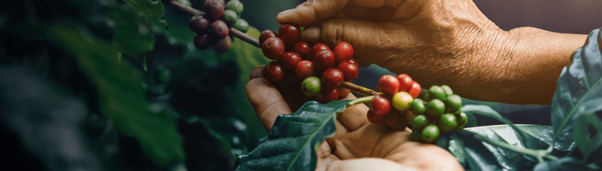 CoffeeNetwork: Market Intelligence | StoneX