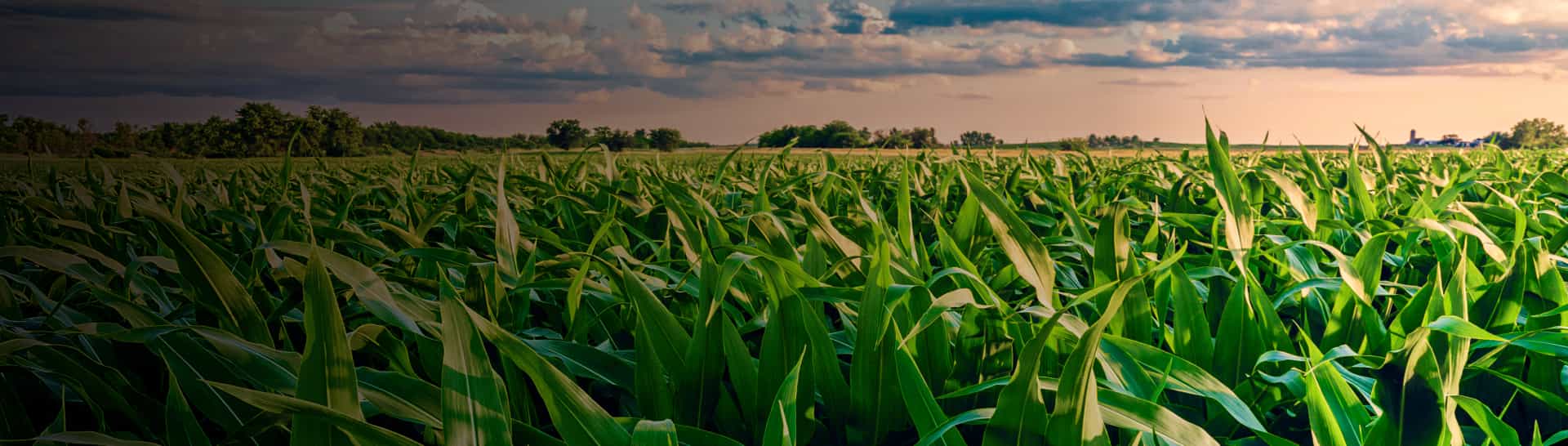 Trading, hedging and risk mitigation for the corn market | StoneX