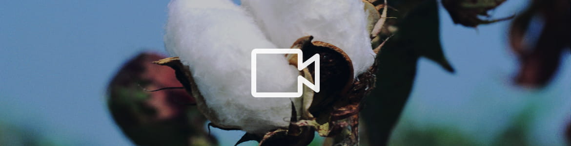 Brazil’s Cotton Boom Reshapes Global Trade Dynamics